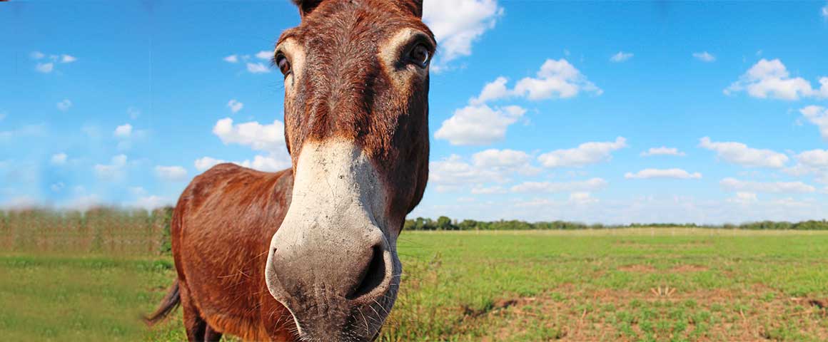 O VERDADEIRO BOBO - Refletir Para Refletir