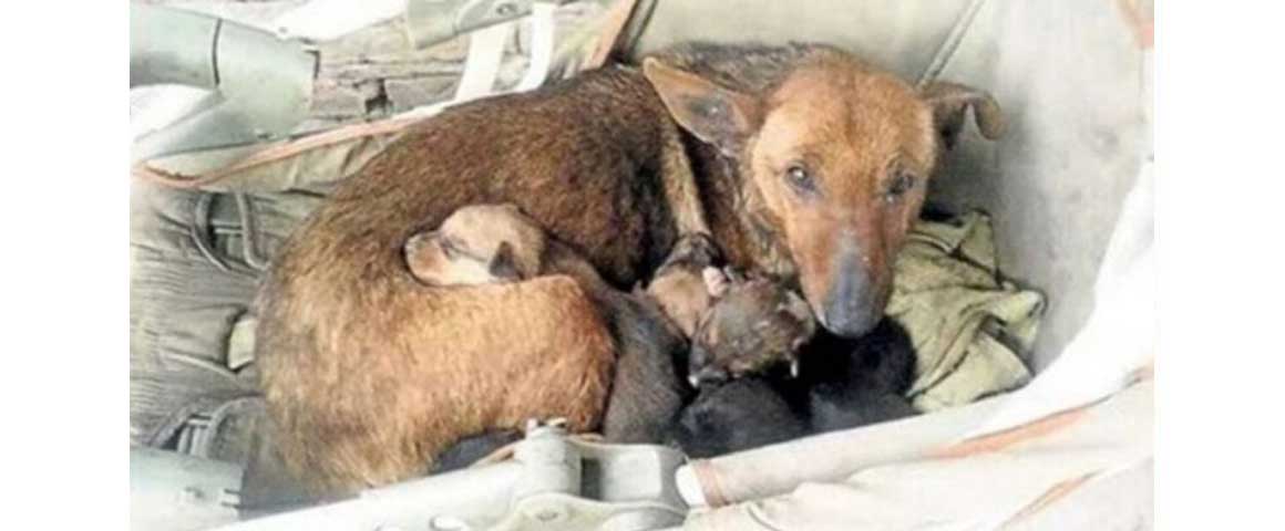 Cachorra de rua acolhe bebê humano em sua ninhada e trata como filho